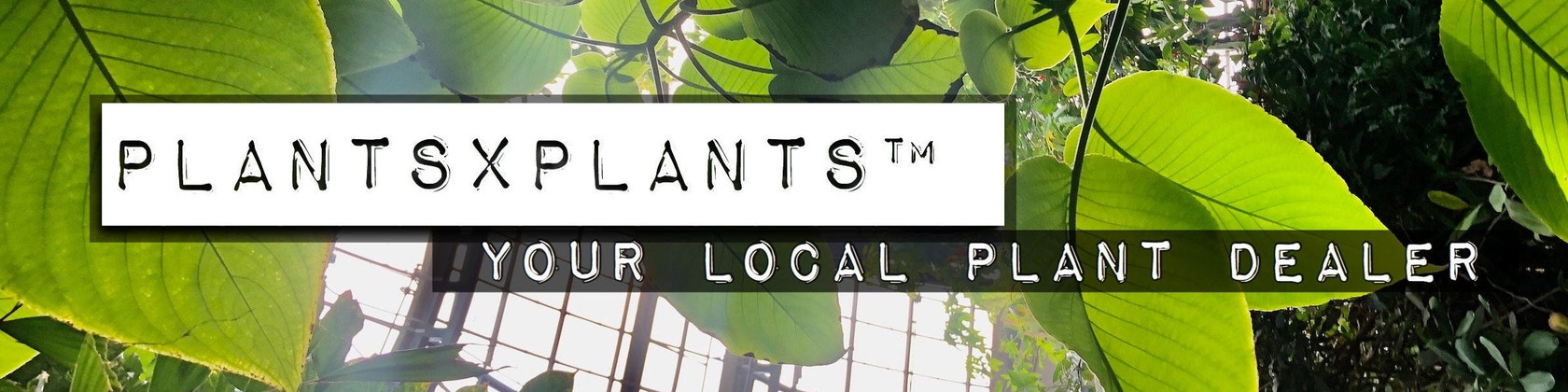Curated Plant Therapy Delivered. by PlantsxPlants on Etsy