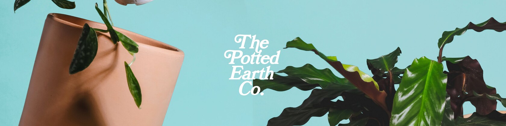 ThePottedEarthCo - Etsy