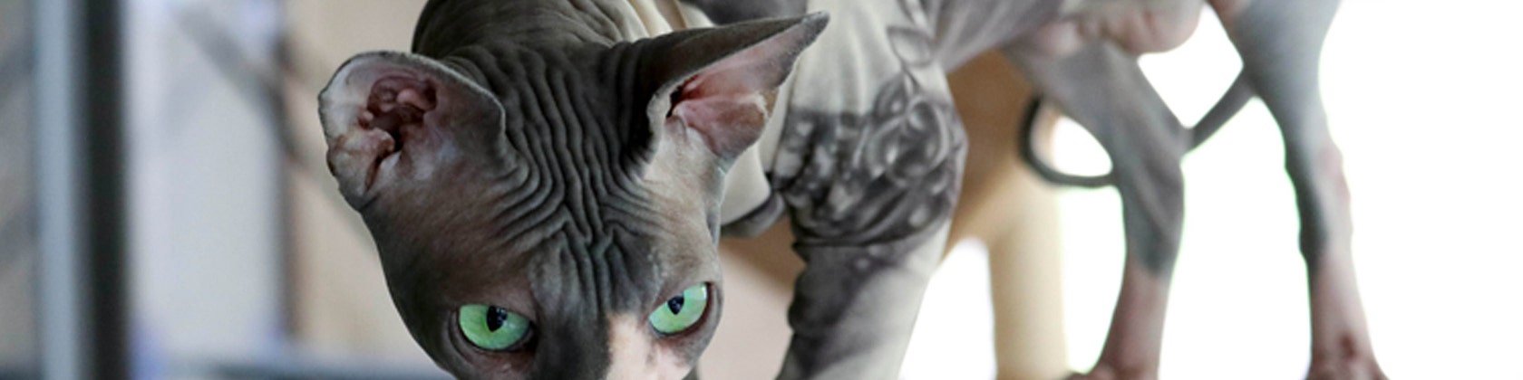 Sphynx Cat Clothes Cat Toys Cat Clothes Cat by SimplySphynx