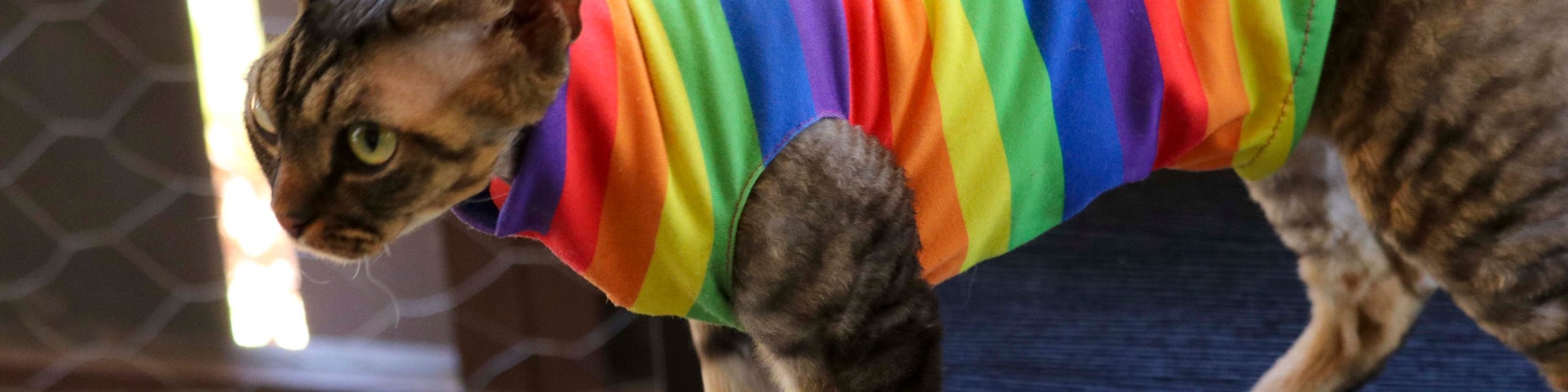 Sphynx Cat Clothes Cat Toys Cat Clothes Cat by SimplySphynx