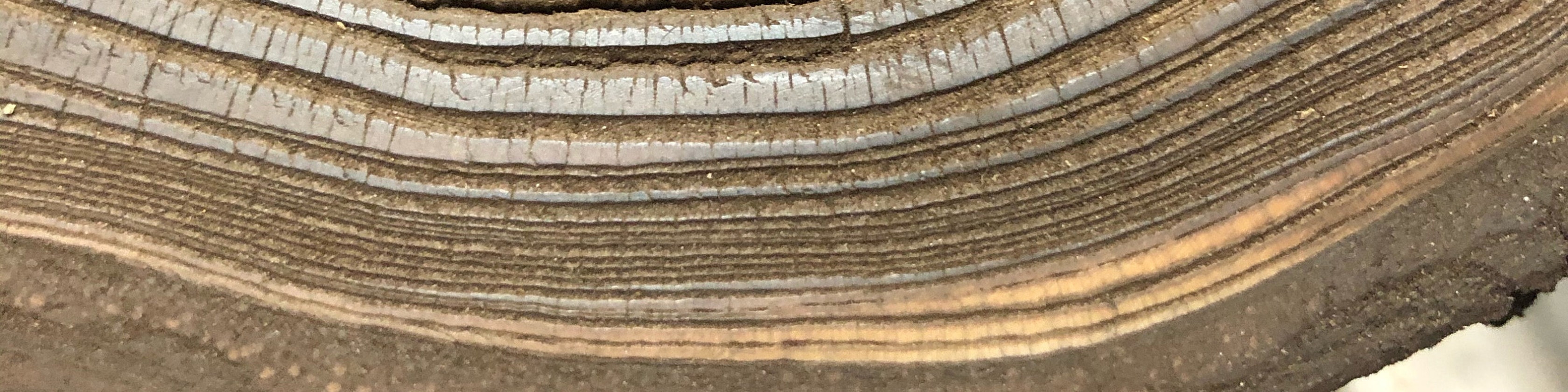 Treeringprintsco - Etsy