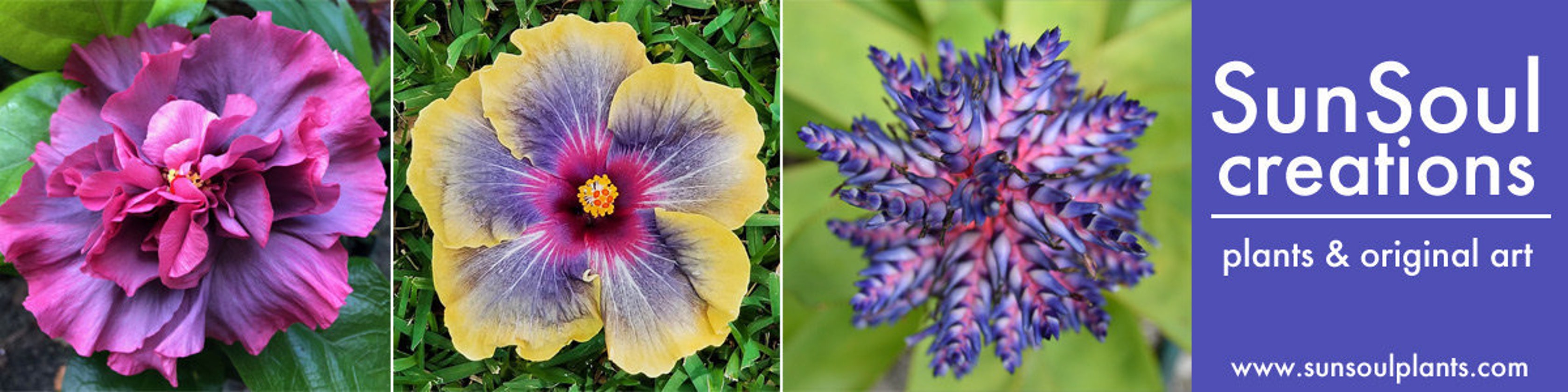 SunSoulCreations - Etsy