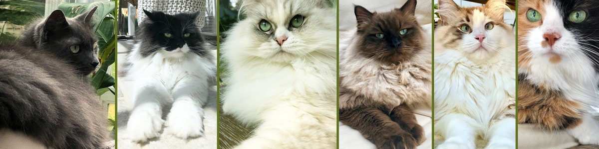 TheColorfulCatStudio - Etsy