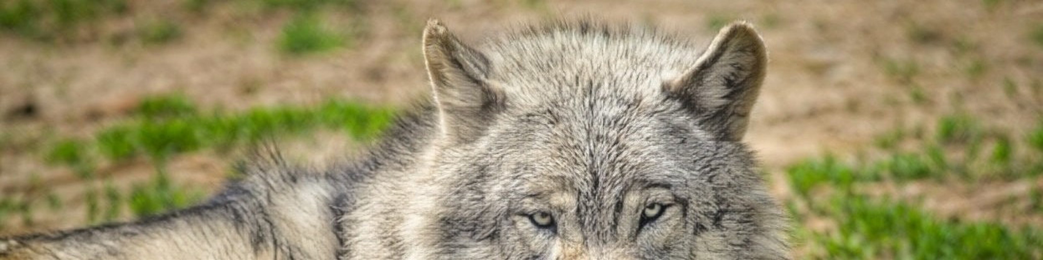 DyerWolfStore - Etsy