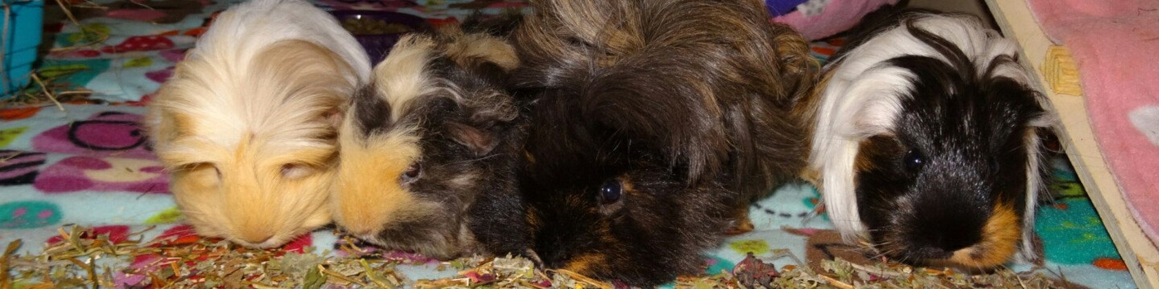 PamperedPigBoutique - Etsy