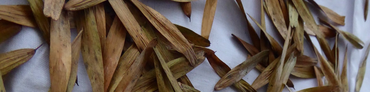 TheConkerTree - Etsy UK