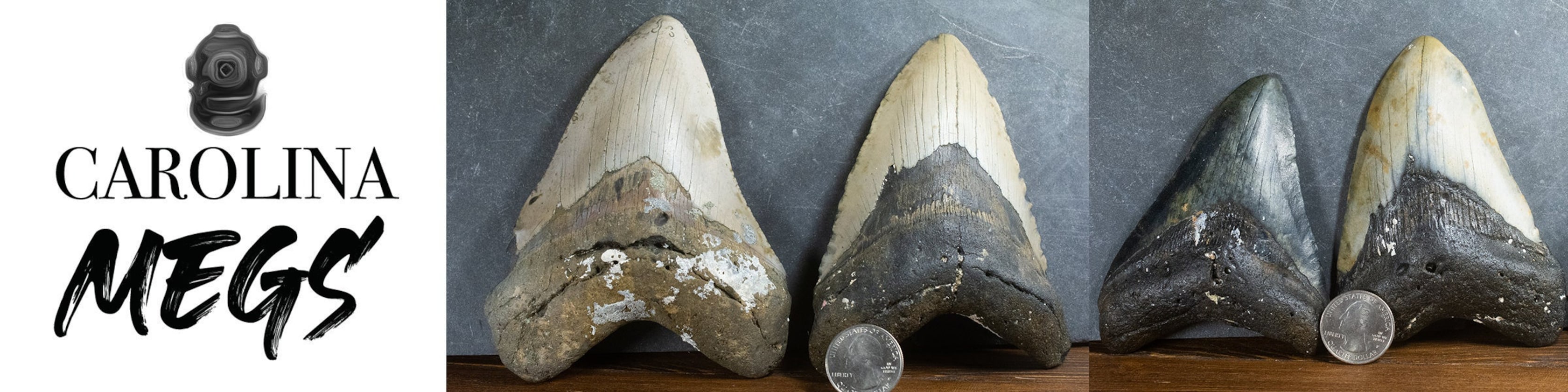 View Megalodon Teeth: 4 & 5 by CarolinaMegs on Etsy