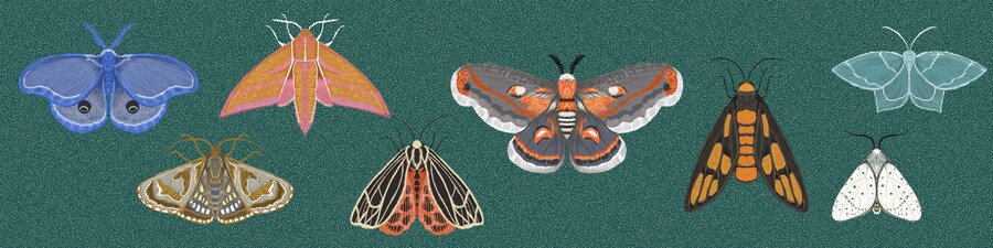 TrailBugPrints - Etsy