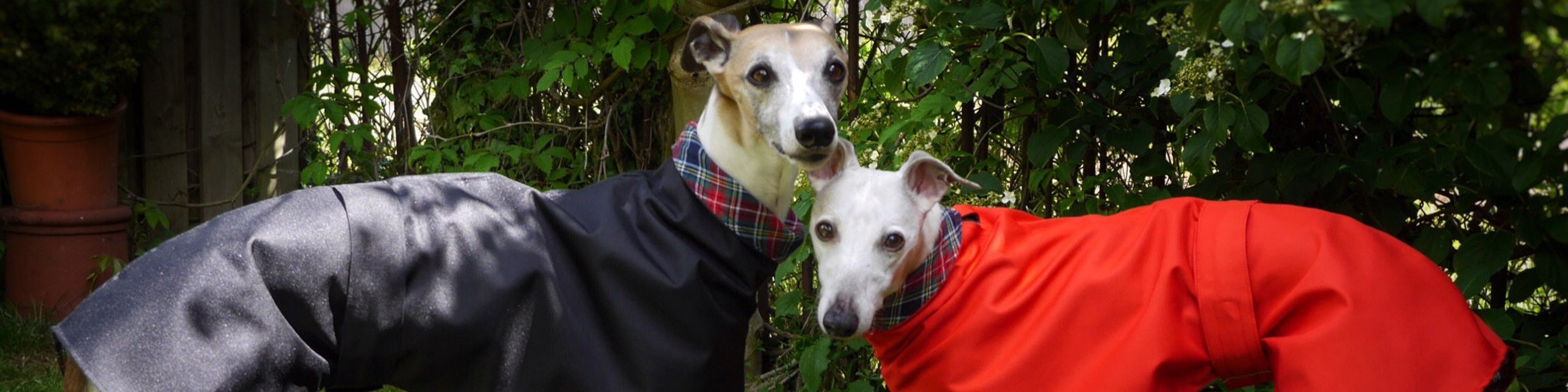 The whippet coats