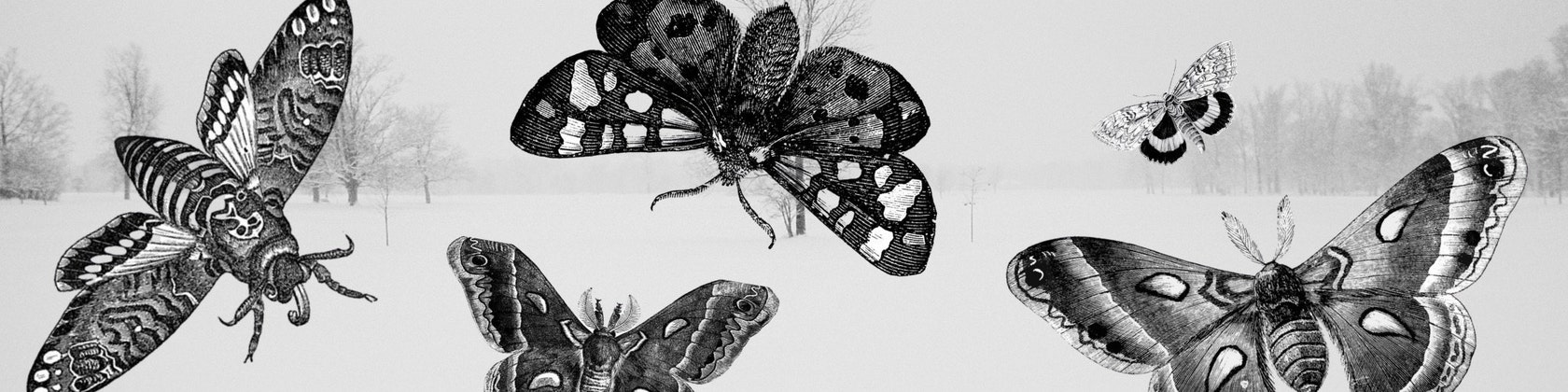 FROST MOTH by FROSTMOTHAPOTHECARY on Etsy