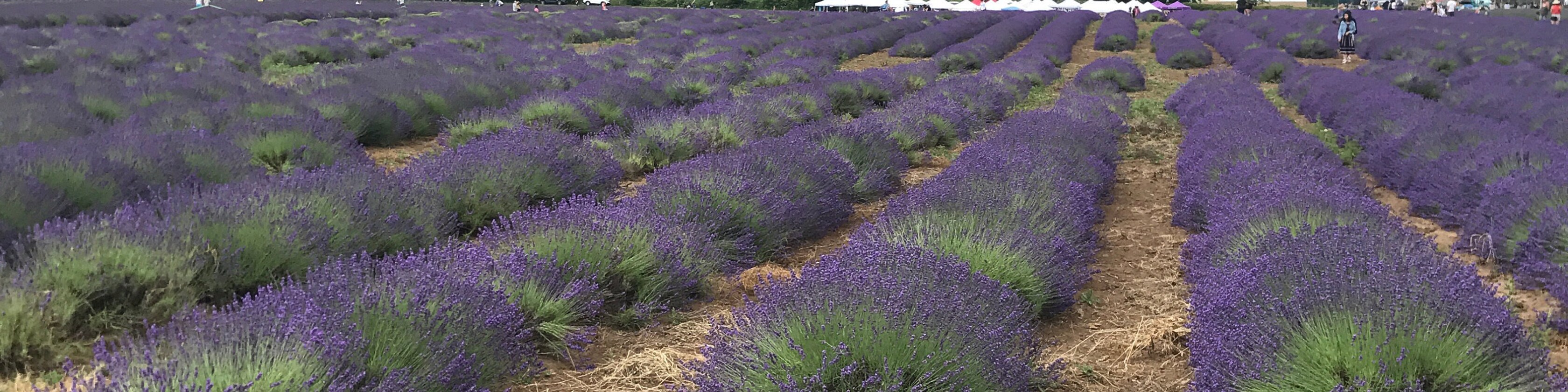 Lavenderfriends - Etsy