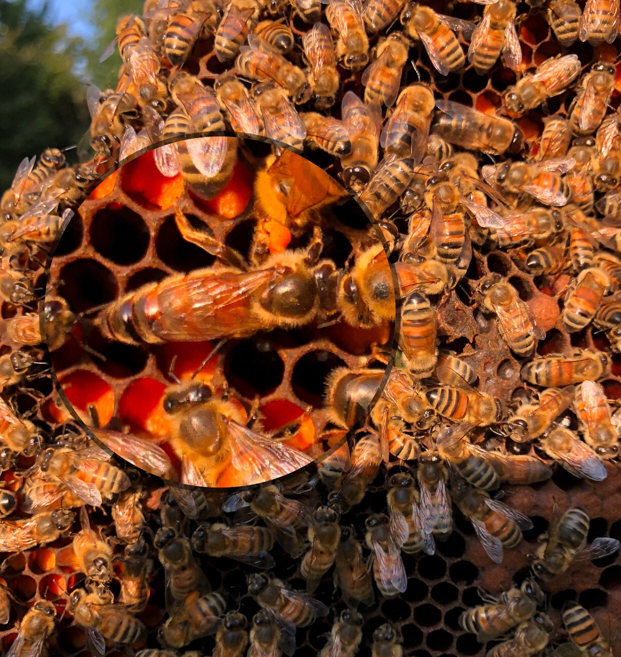 Top-Quality Bee Hives