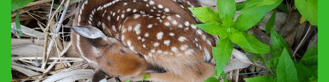 FuzzyFawnShop - Etsy