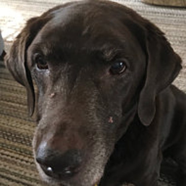 PinkPolkaDotLily - Etsy