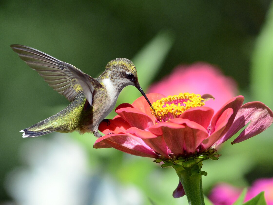 TheHealingGypsy - Etsy