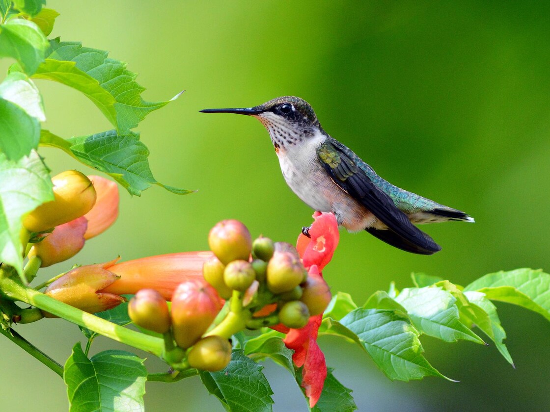 TheHealingGypsy - Etsy