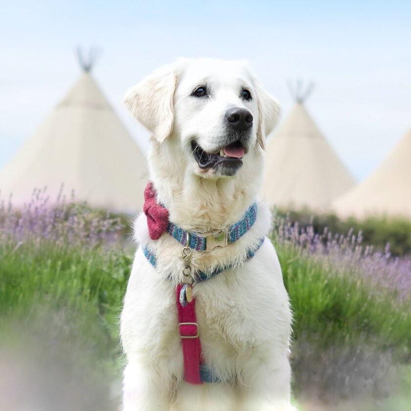 Luxury Handmade Dog Harnesses and Pet by SidneyandBetty on Etsy
