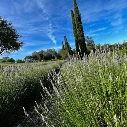 TheCelticFarm | Etsy