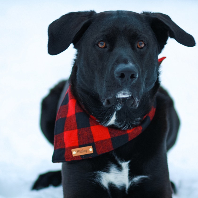 HowellPetOriginals | Etsy