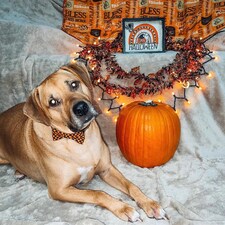 BeeProHandmade - Etsy