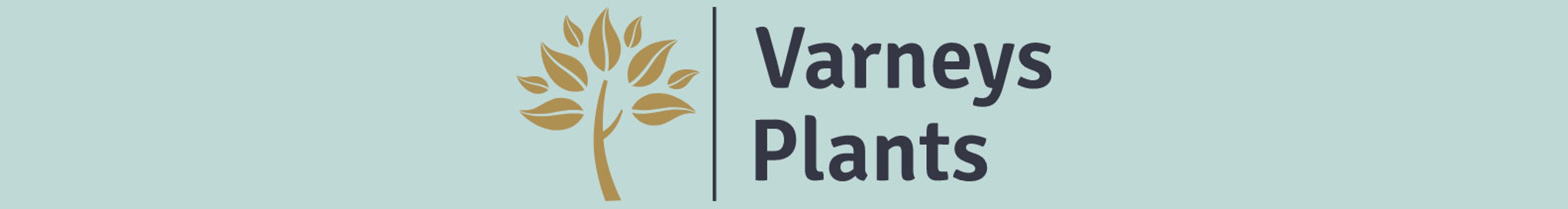 VarneysPlants - Etsy UK