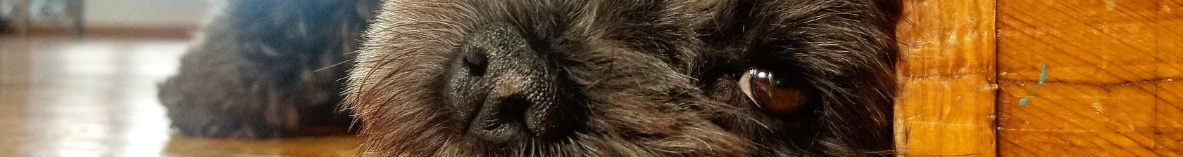 BlackDogWoolSlippers - Etsy