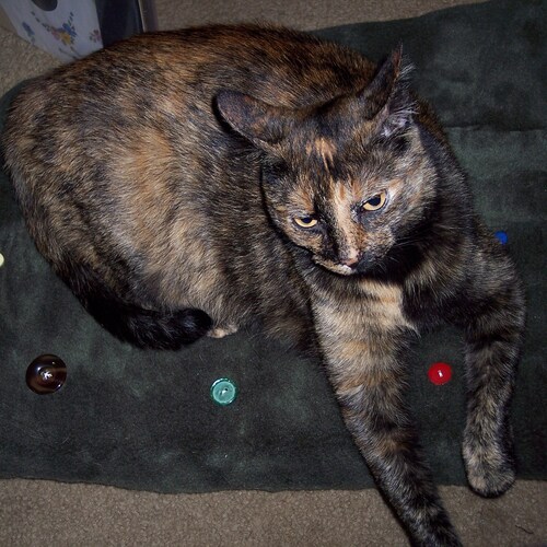 AbrownCat - Etsy