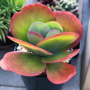 Ranunculus Aviv Rose Buy 4 Get 1 Free - Etsy