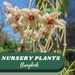 Nurseryplants on Etsy