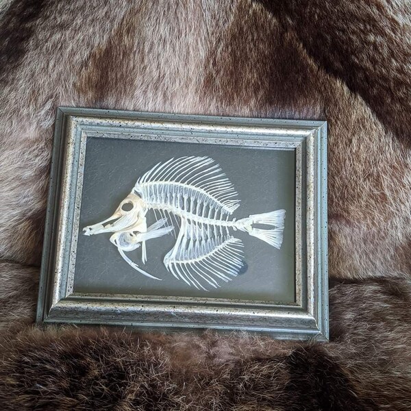 Stag Beetle Dorcus Alcides A1 Unspread and Unmounted for All Your Art ...