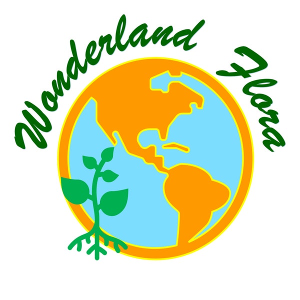 6 ZZ Plant, Zamioculcas Zamiifolia, Zee Zee Plant, Aroid Palm ...