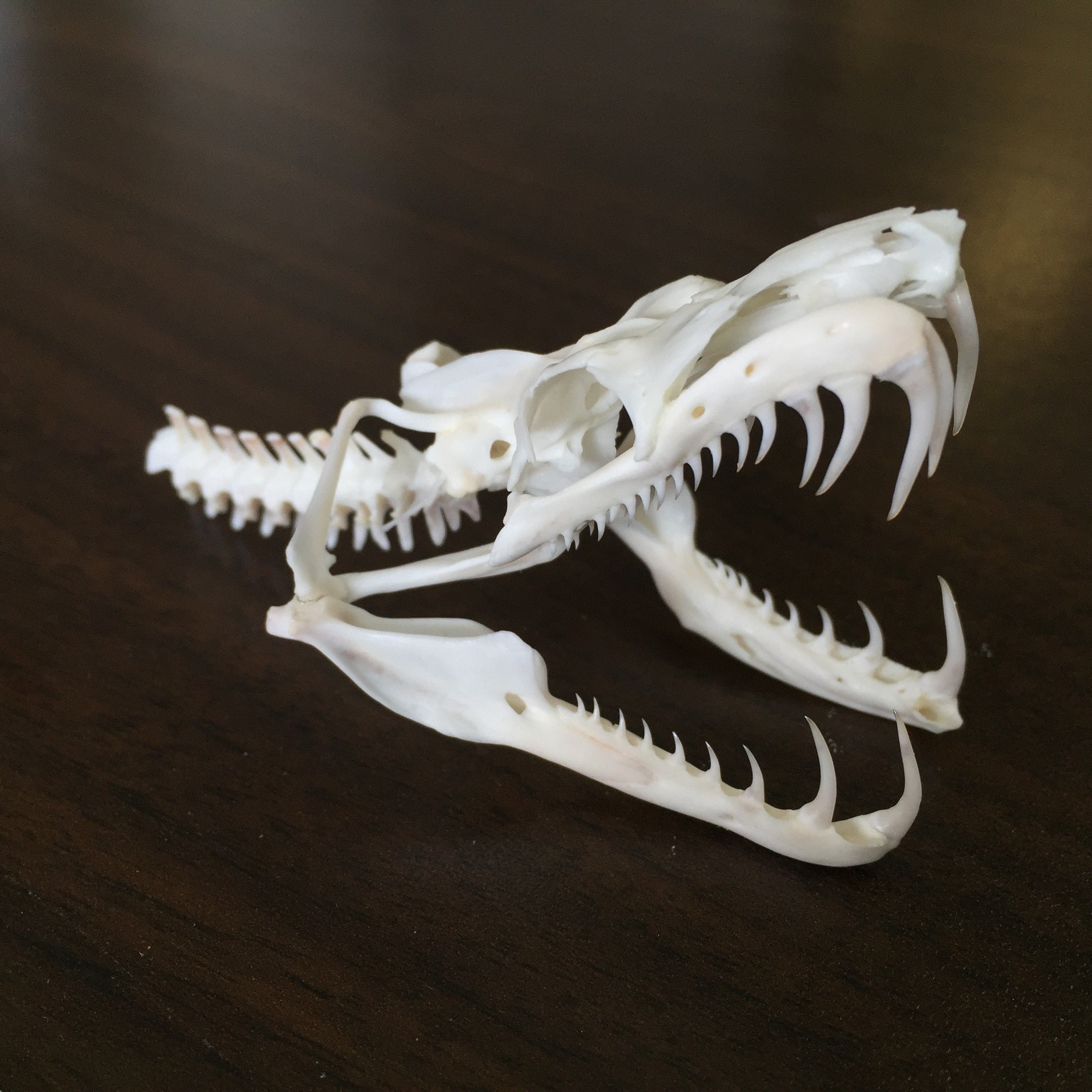 Four large marine snakes from my Quinary project I commissioned from ...