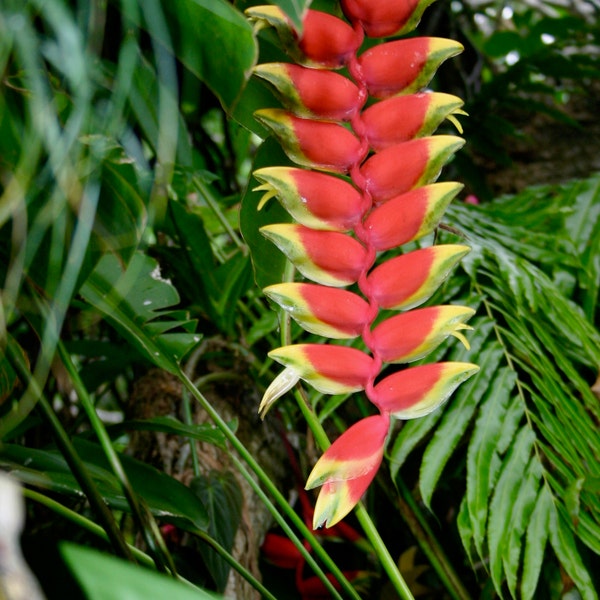 Native Kane Things Tauvae for Foot Stompers & Warriors Polynesian Leg ...