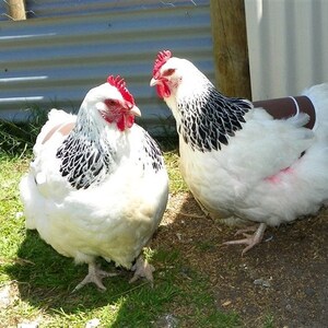 Chicken Bra, Crop Support, Pendulous Crop Support, Crop Bra, Hen Bra ...