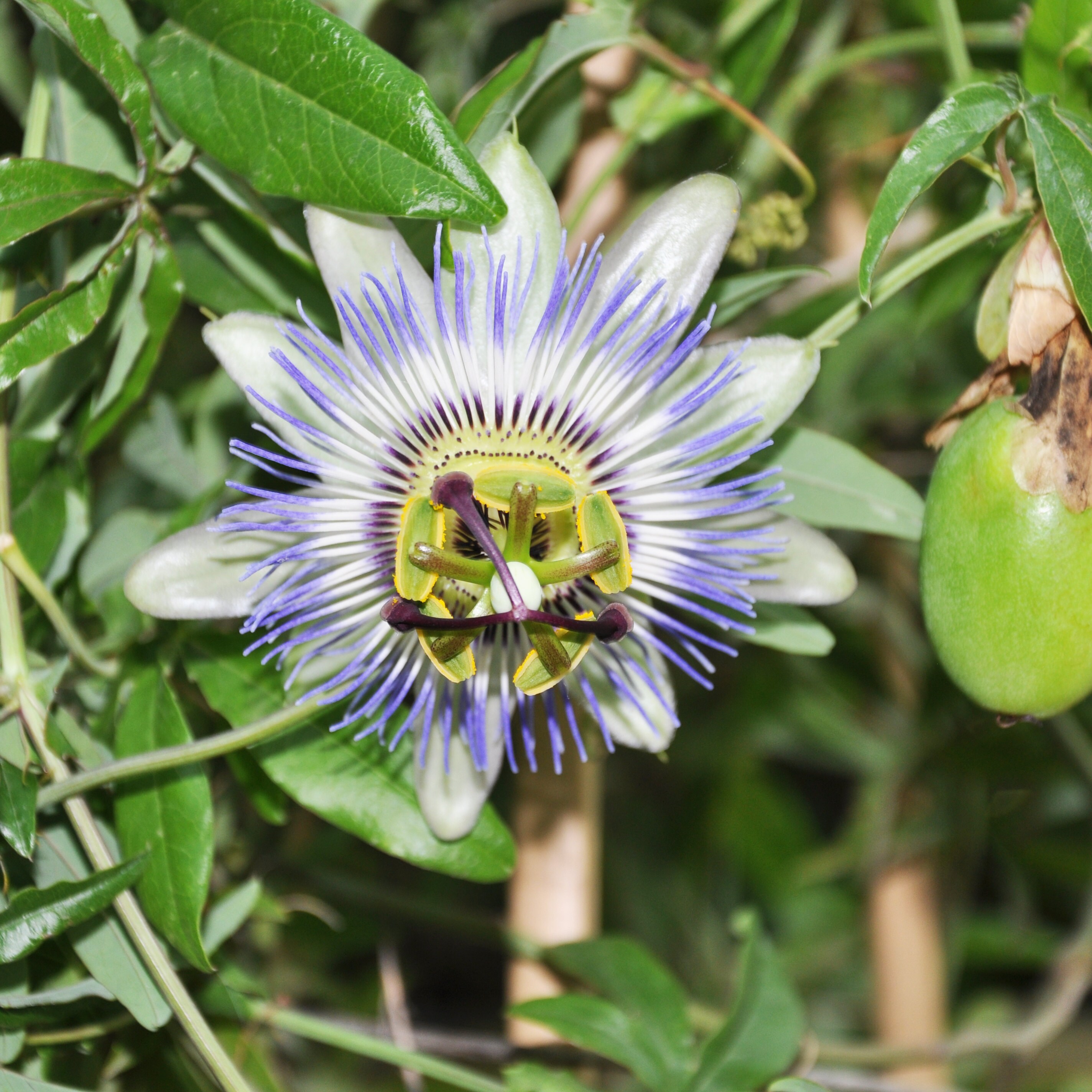 Tibouchina grossa Carmine Princess Plant 20 Tiny Seeds Seeds & Bulbs ...
