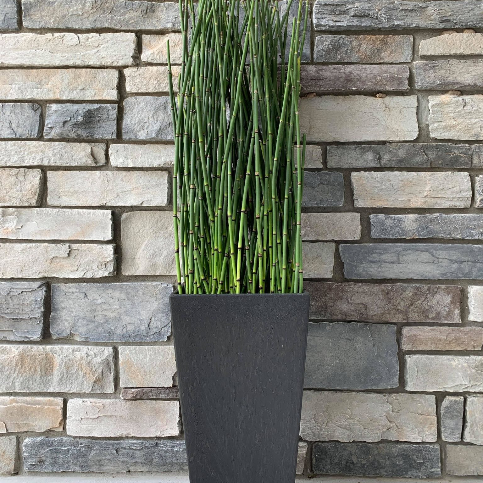 Basket Weaving Home & Hobby Reeds & Canes 1000 Uncut Live Horsetail ...