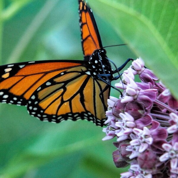 HEAVEN BLUE MILKWEED Tweedia Seeds Rare Blue Milkweed / Blue Milkweed ...