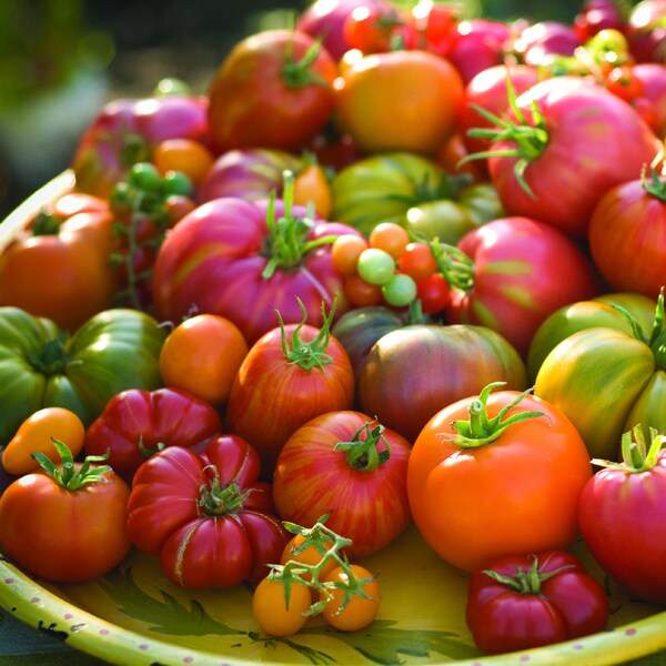 Heirloom Tomato Black Seaman 75 Day Black dark Red Determinate 25 Seeds ...
