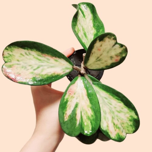 PlantFreak - Etsy