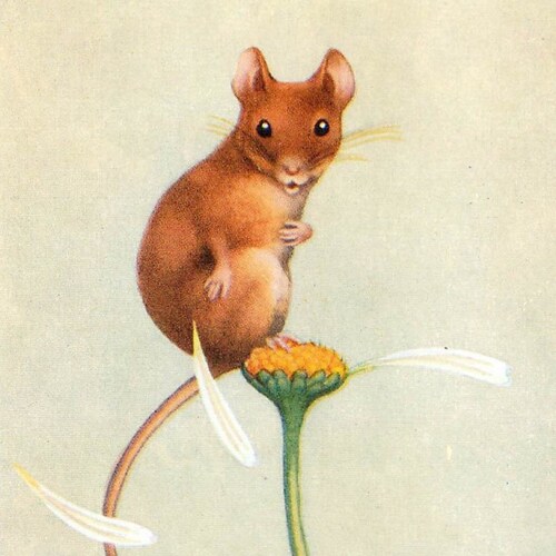 magpieandmouse - Etsy