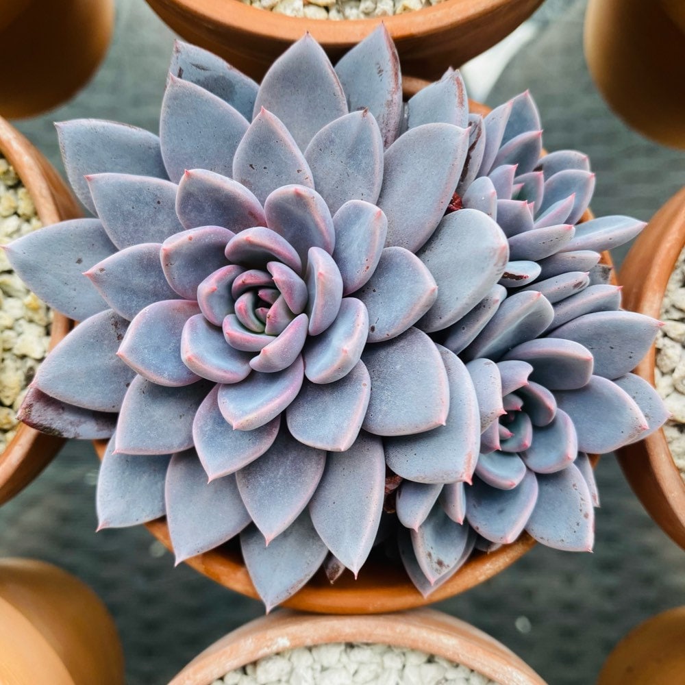 xGraptoveria 'Mrs Richards'Graptoveria 'Gypsy' with a pup imported from ...