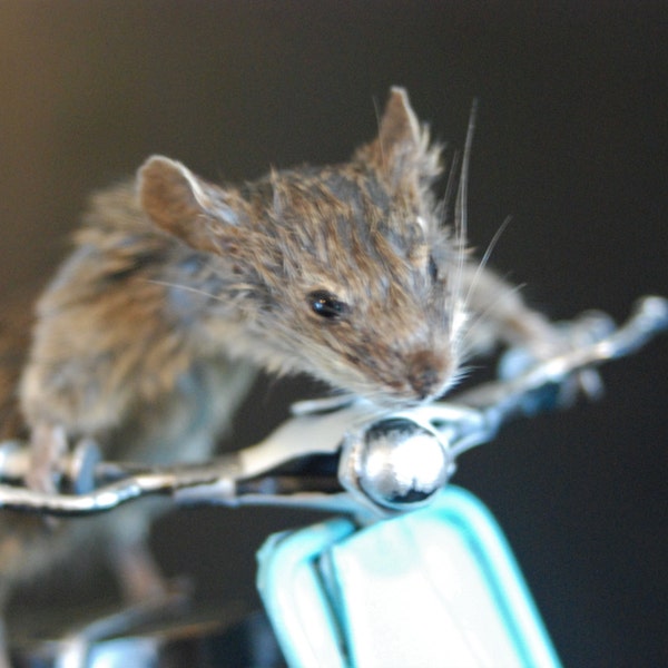 Real Cute PINK Cuttlefish in a Jar, Wet Specimen, Squid, Tentacles ...