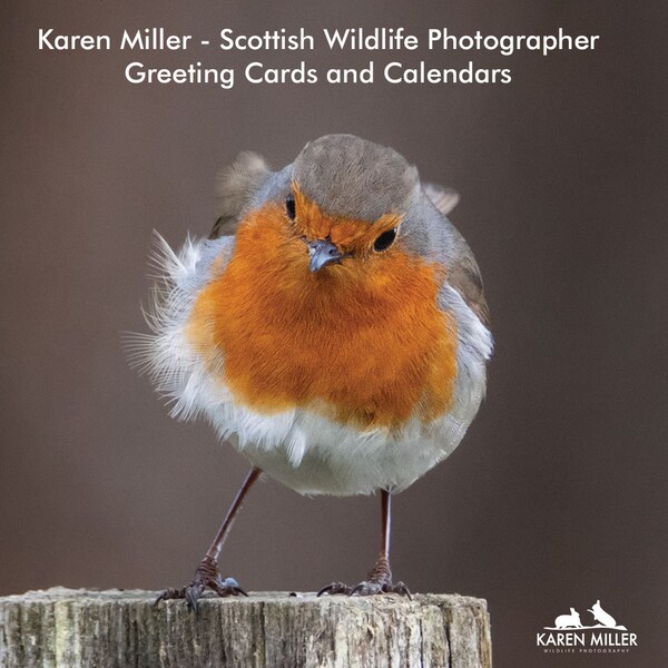 Duckling Greeting Card, Duck Greeting Card, Baby Bird Greeting Card ...