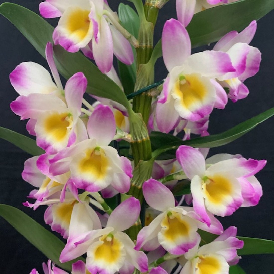 OrchidStuffPlus - Etsy