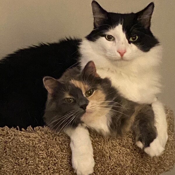 Vintage 90s the Far Side Bummer of A Birthmark Hal Deer Hunting Cartoon ...