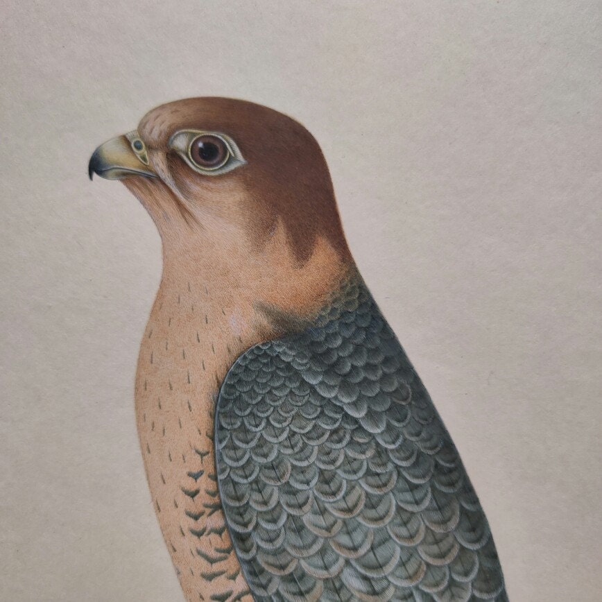 Art & Collectibles Watercolor original watercolor birds hawks mughal ...