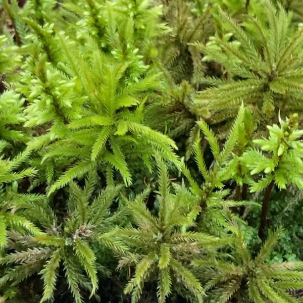 Fire Moss/ Ceratodon Purpureus Bonsai, Terrarium, Fairy Garden, Moss ...