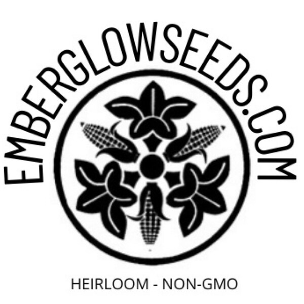 Watermelon Radish chinese Red Meat Radish Seeds - Etsy