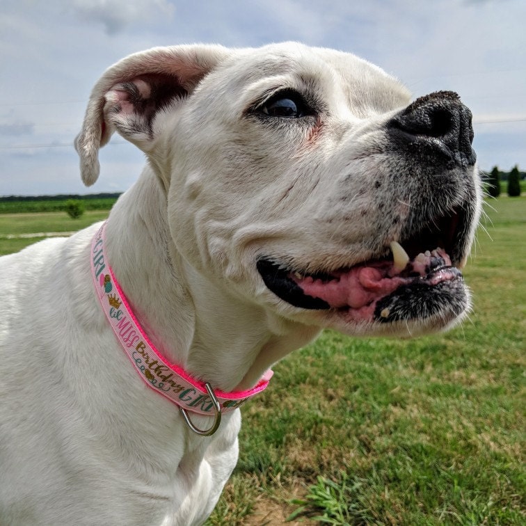 Rogue Collars Custom Handmade Dog Collars & by RogueCollars