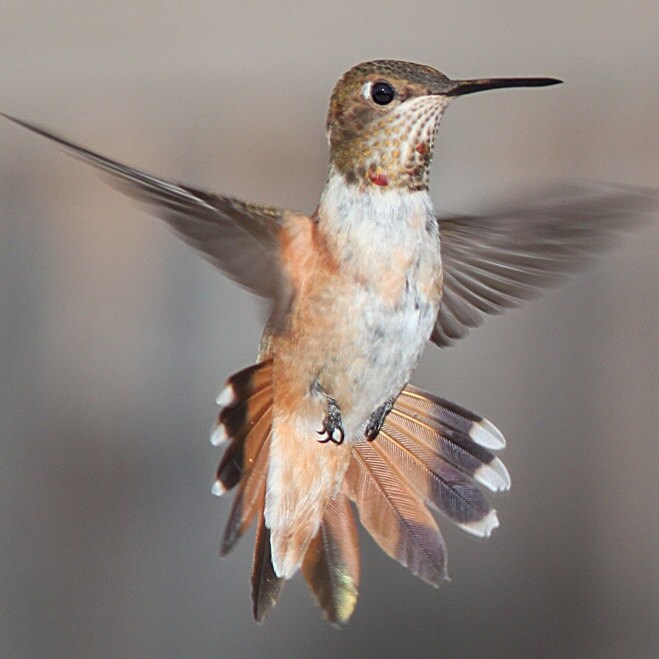 TheHappyHummer - Etsy